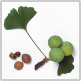 Ginkgo Biloba